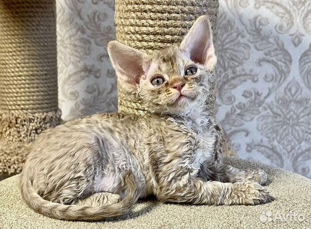 Шоколадная красотка