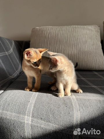 Абиссинские котята девочки