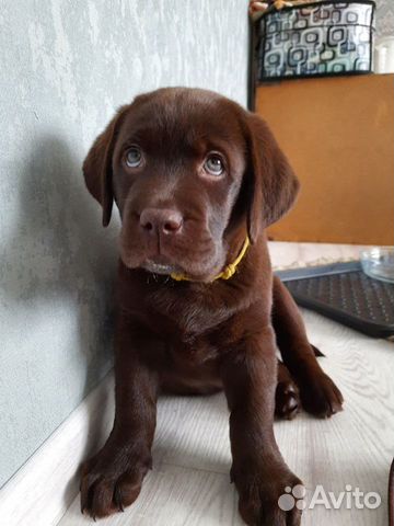 Предлагаются к продаже щенки лабрадора ретривера