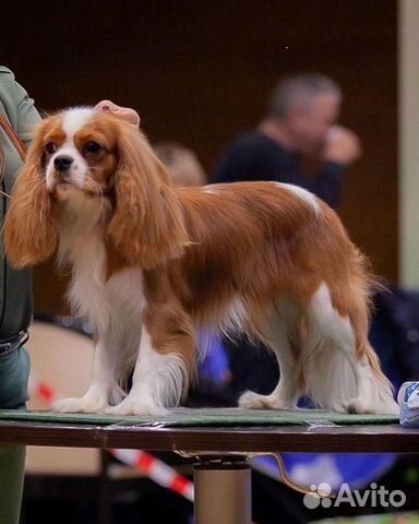 Кавалер кинг чарльз спаниель