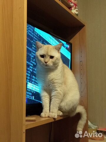 Шотландский кот на вязку