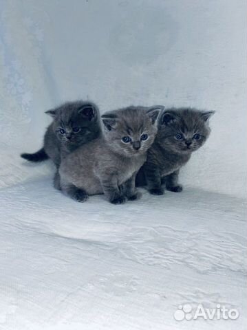 Милые британцы