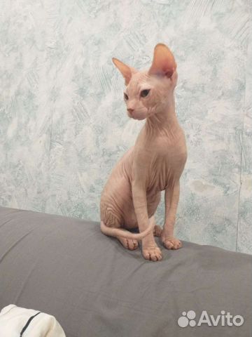 Донской сфинкс котята