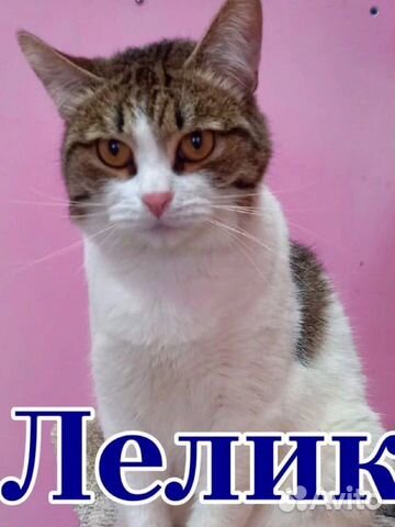 Кот