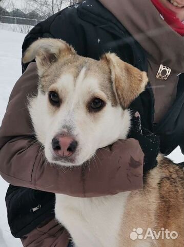 Щенок 11 месяцев в дар