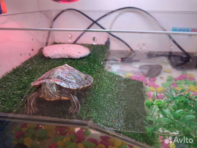 Красоухая черепаха с аквариумом