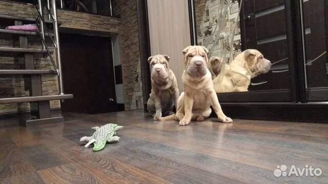 Плюшевое счастья