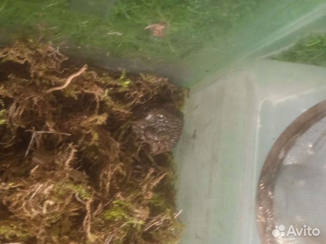 Жабы. Морфы (типичный и смешанный вид)