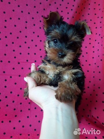 Йоркширский терьер