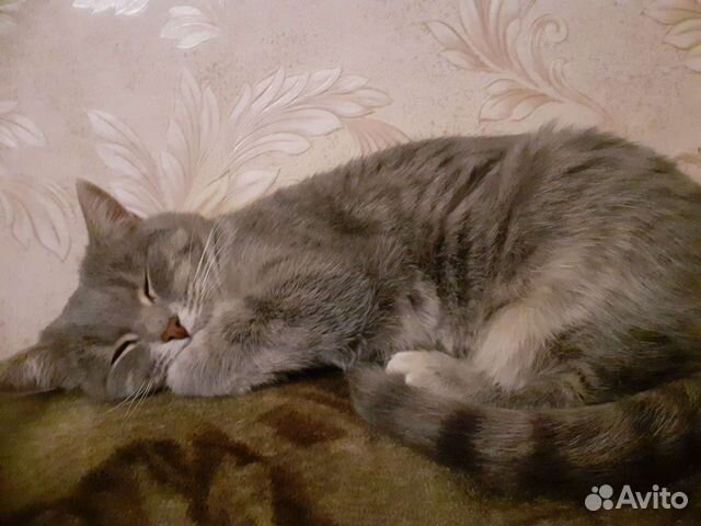 Кошка