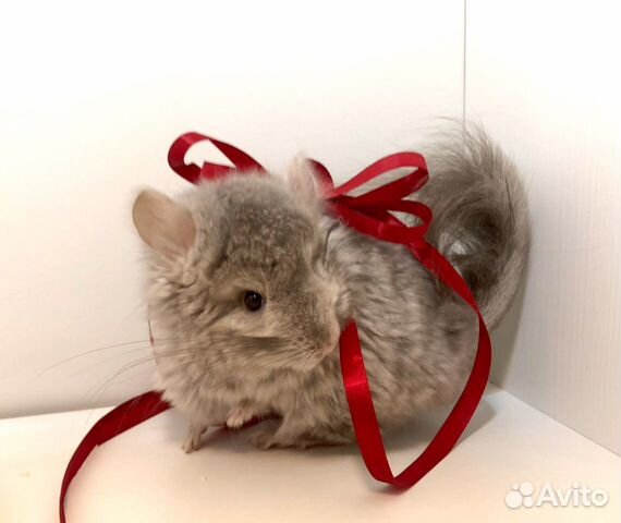 Шиншилла Ангора