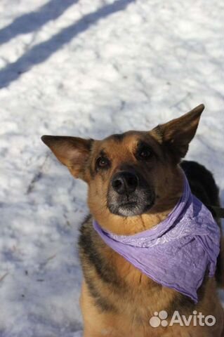 Очень смелый Варяг ищет дом