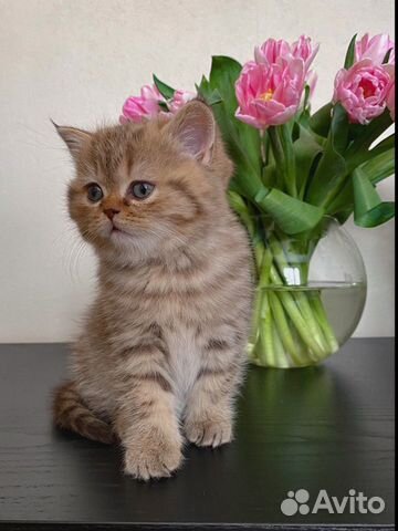 Шотланская кошечка