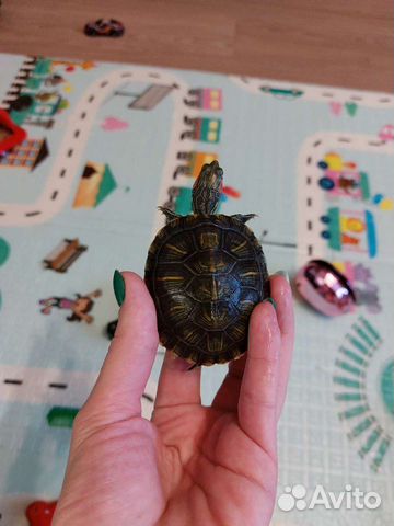 Черепашки красноухие