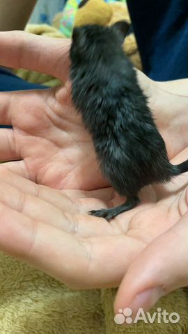 Песчанка 2 мальчика