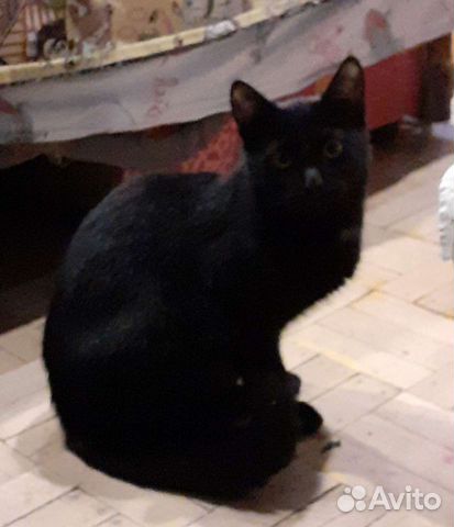Кот Маус