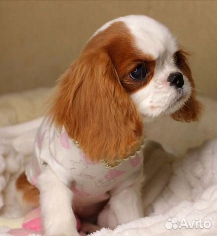 Кукольная мини кавалерочка