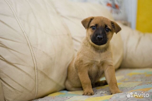 Маленький щенок в дар