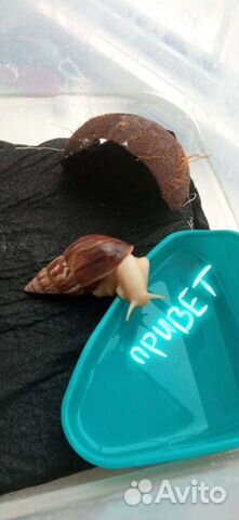 Улитки ахатины альбино