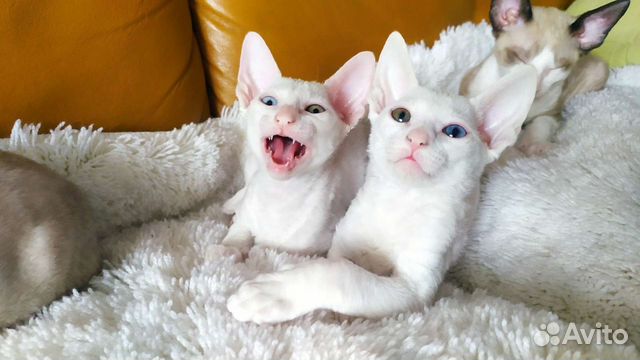 Разноглазые красотки