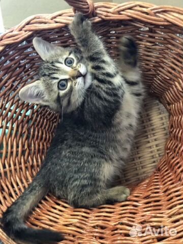 Приму котенка мальчика по окраске примерно как на