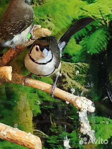 Кольчатый астрильд