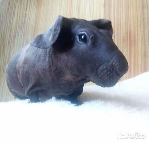 Морская свинка Болдуин