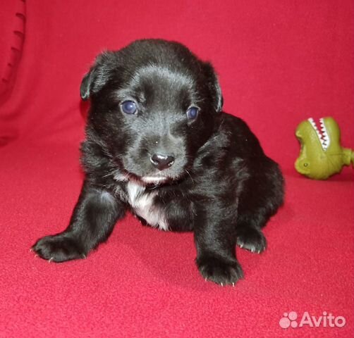 Ищет дом щенок мелкой Собачки Кира