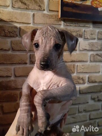 Ксолоитцкуинтли