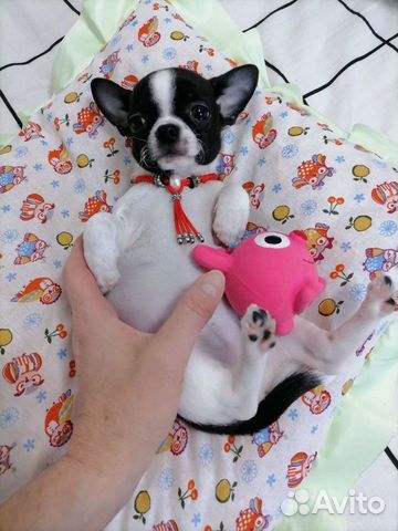 Маленький друг с огромным,любящим сердцем