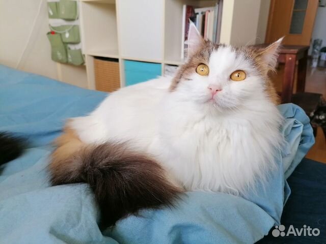 Кошка в добрые руки