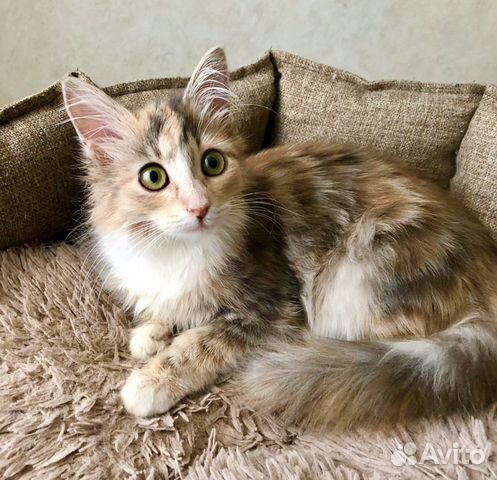 Пушистая, трехцветная котёнок Мелисса ищет дом