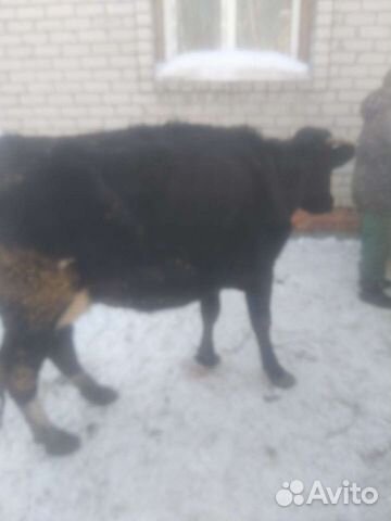 Корова высокоудойная