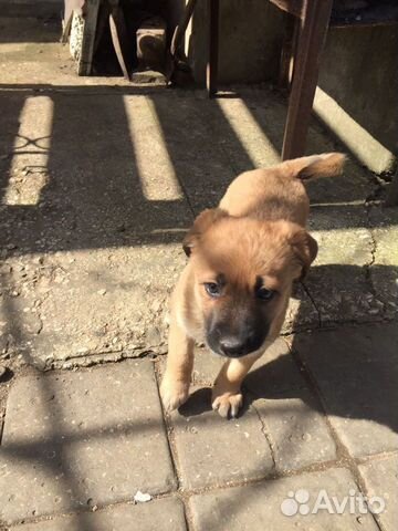 Щенок немецкой овчарки