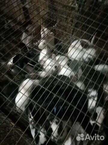 Кролики живым весом или мясом