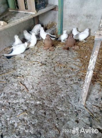 Продажа голубей