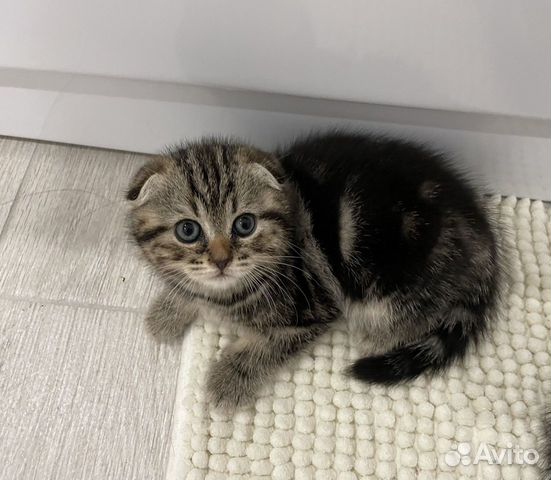 Котенок вислоухий шотландская