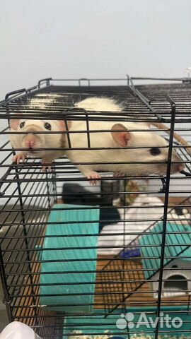 Отдам бесплатно крысок дамбо