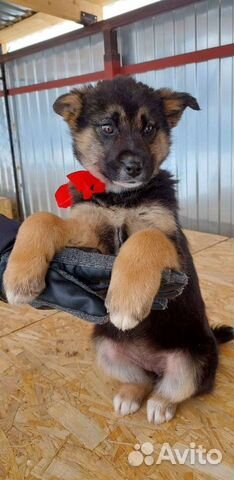 Щенок в дар