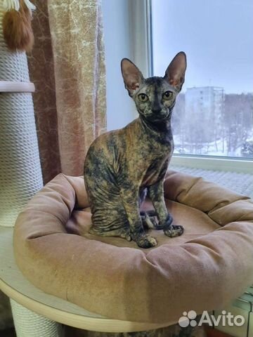 Котенок сфинкс