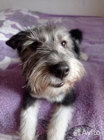 Маленькая собачка в добрые руки