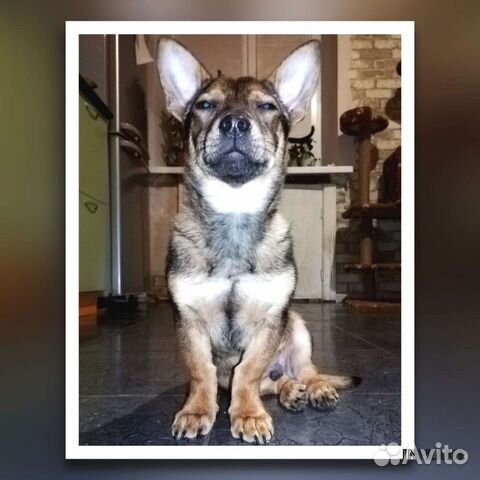 Собака в добрые руки щенок