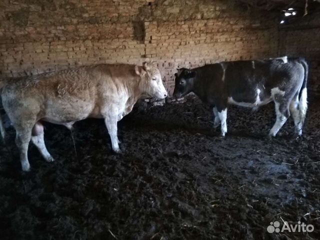 Быки на мясо