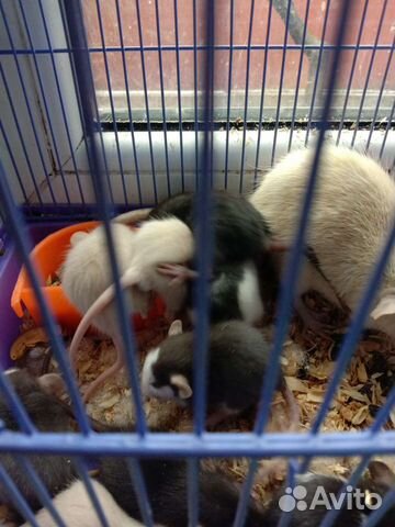 Крыса дамбо