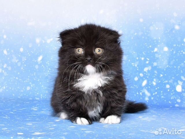 Коротколапая девочка