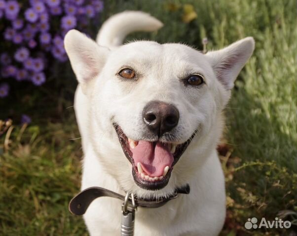 Собака Майя в надёжные руки