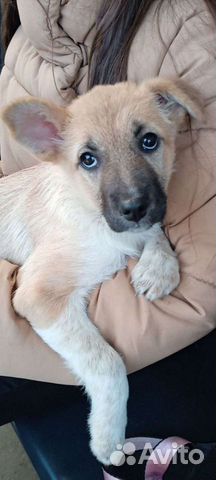 Милый щенок ищет дом