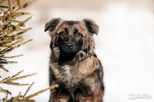 Небольшая собачка Ширли в добрые руки