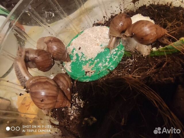 Улитки ахатины