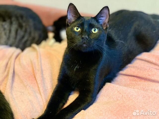 Редкой красоты котик